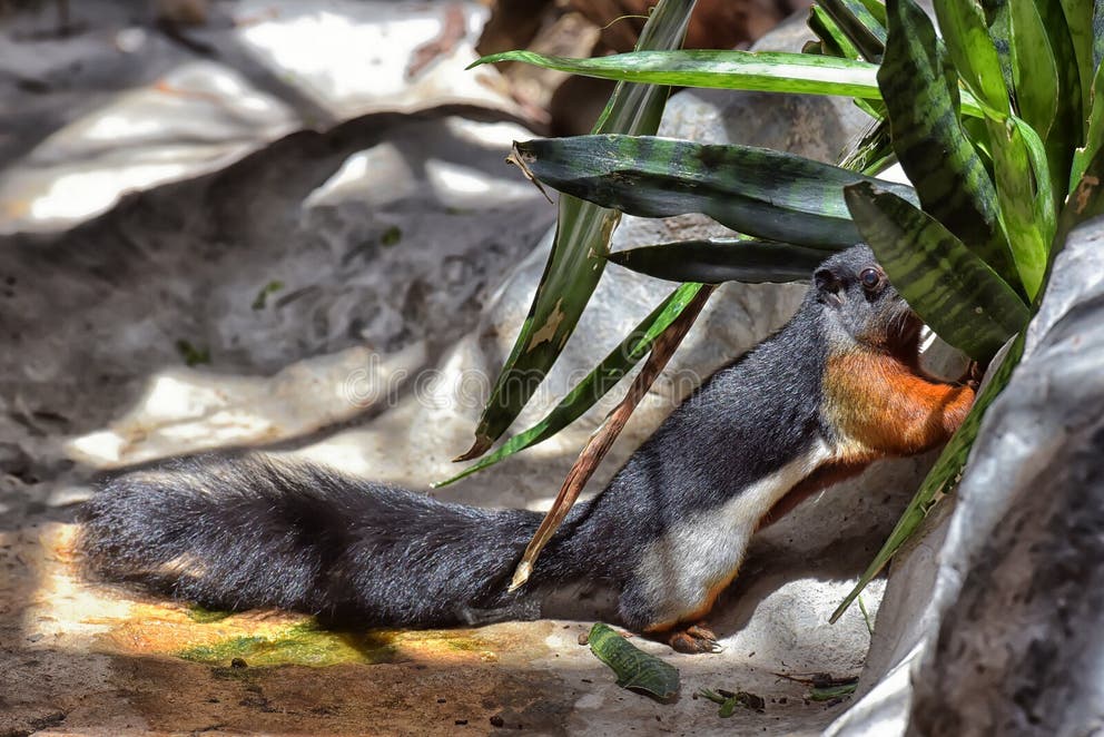 Scoiattolo di Prevost fotografia stock. Immagine di colore - 87816006