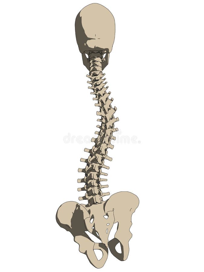 Scoliosis stock vector. Illustration of skull, graphic - 9679594