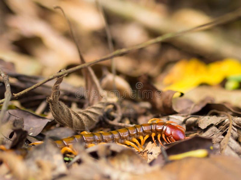 Scolopendra stock photo. Image of centipedes, centipede - 37549890