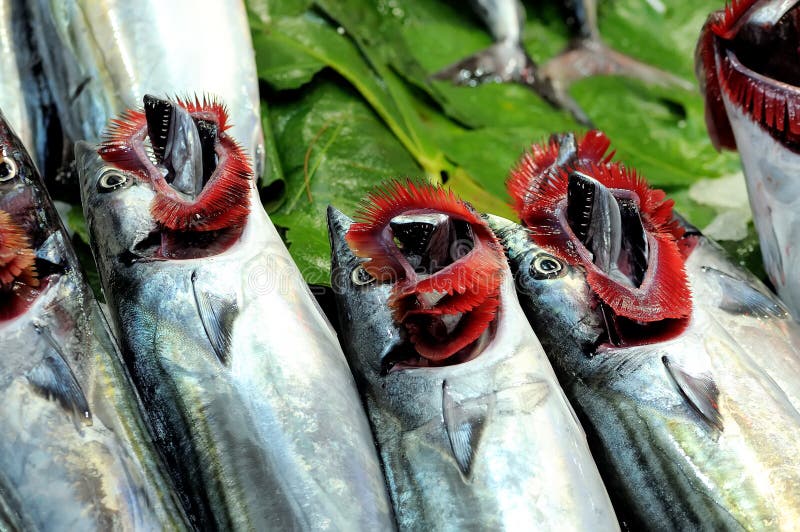 Sgombro Crudo Con Branchie Aperte Immagine Stock - Immagine di cucina ...