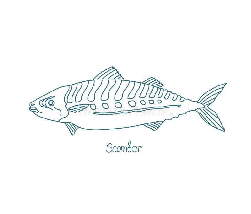 Scomber. Fish in the Family Scombridae. Open Paths. Editable Stroke ...