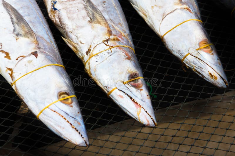 Scomberomorus fish salted stock image. Image of market - 229404099