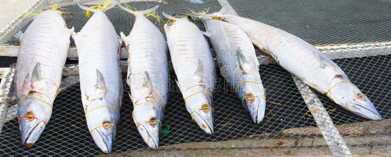 Scomberomorus fish salted stock photo. Image of fish - 229404116