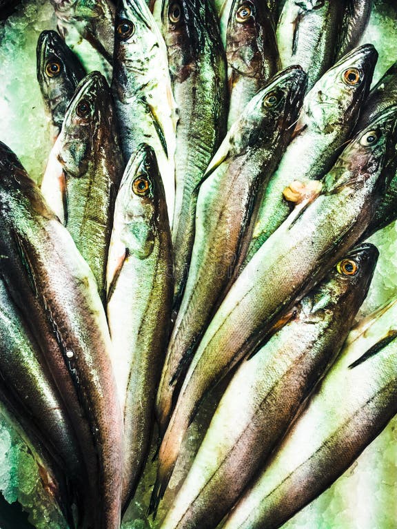 Scombro fotografia stock. Immagine di sano, scombri, mediterraneo ...