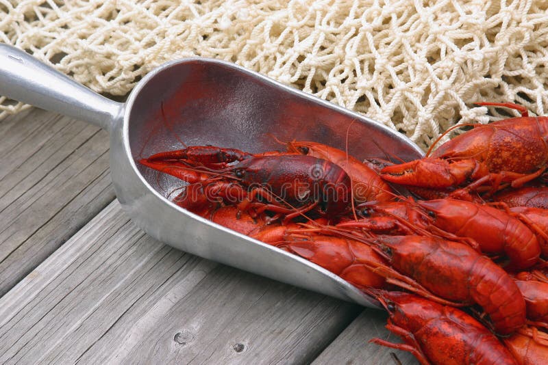 Boiled Crawfish Up Close stock photo. Image of meal, boiled - 490608