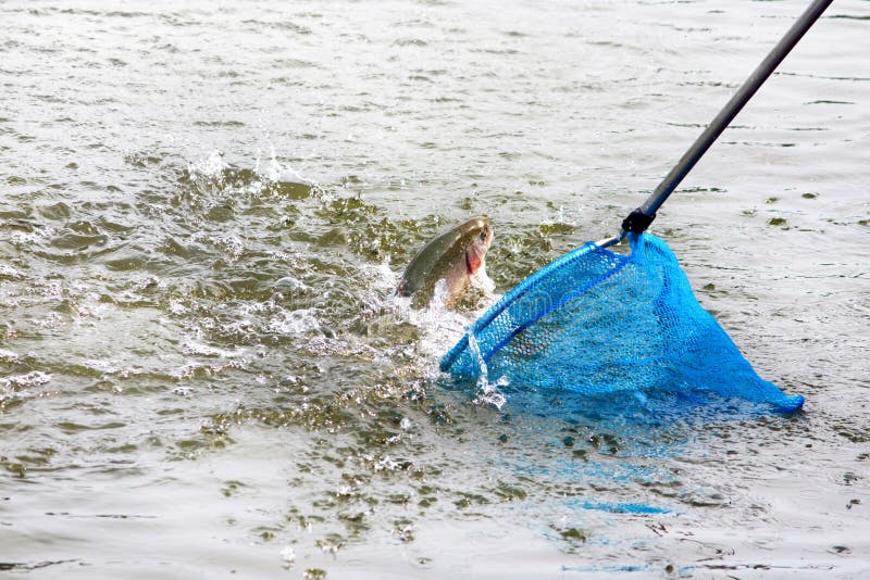 Trout in scoopnet. stock image. Image of trolling, fishing - 47897101