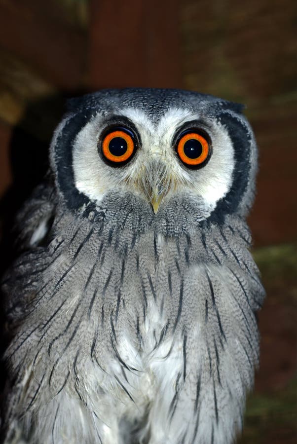 Scops Faits Face De Hibou Blancs Photo stock - Image du mouche, faced ...