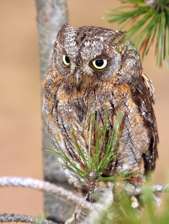 Scops owl 1 stock image. Image of outdoors, woods, bird - 5278327