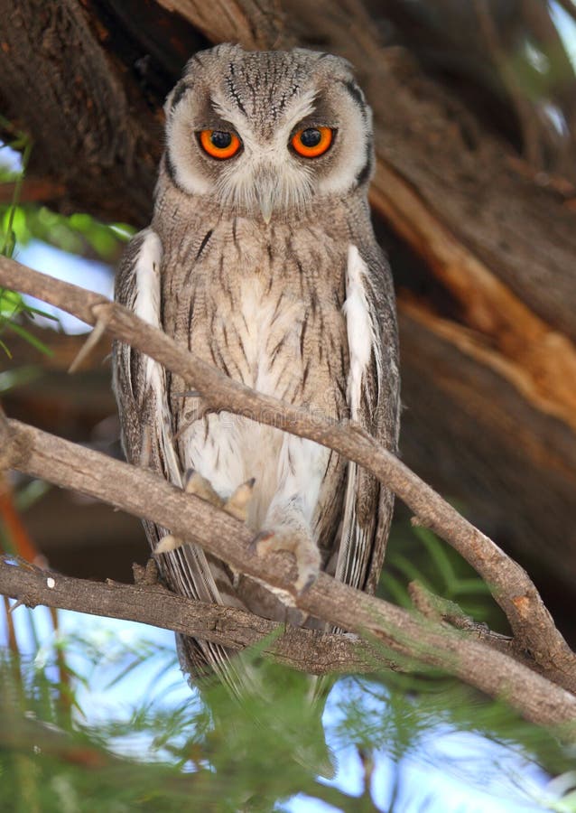 Scops-owl stock photo. Image of eyes, strigidae, african - 17576202