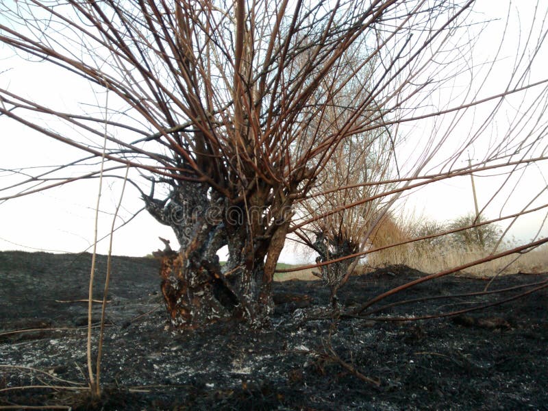 Scorched Area. Landscape after Fire Stock Image - Image of tree ...