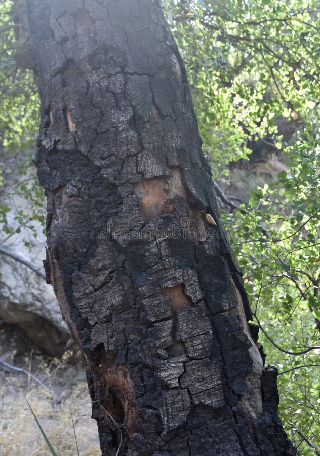 Scorched Bark on a Tree in California after a Wildfire Stock Photo ...