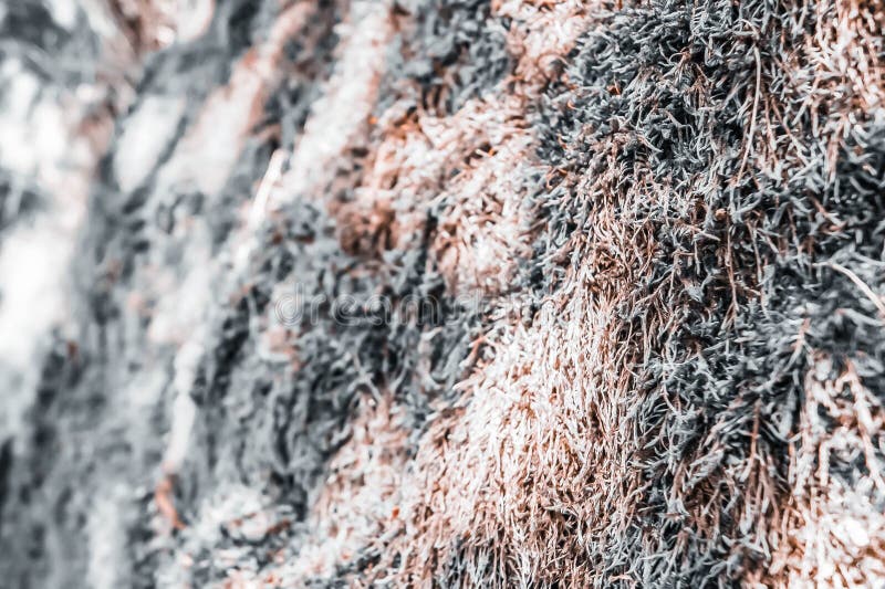 Scorched dead moss stock image. Image of horror, destruction - 241730063