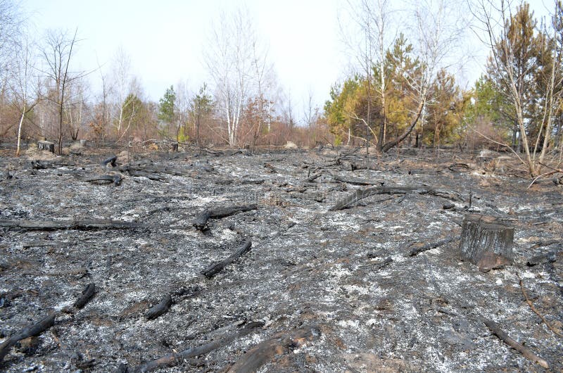 Scorched and Devastated Land after a Fire in a Young Forest. Stock ...