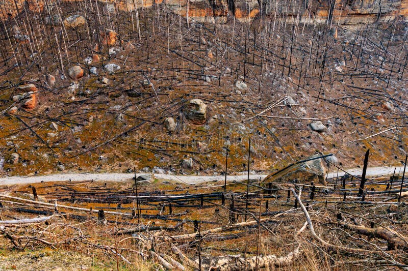 Scorched Earth: Aftermath of Forest Fire with Charred Trees and Barren ...