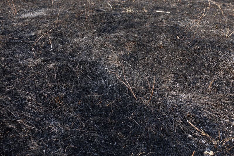Forest Fire Aftermath stock image. Image of background - 197652081