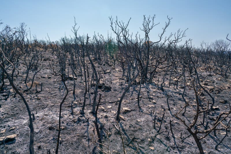 Scorched Earth and Blackened Tree Trunks Caused by a Large Bush Fire ...