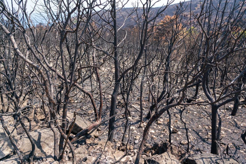 Scorched Earth and Blackened Tree Trunks Caused by a Large Bush Fire ...