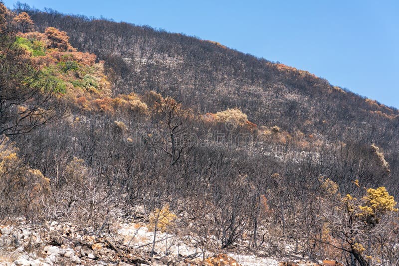 Scorched Earth and Blackened Tree Trunks Caused by a Large Bush Fire ...