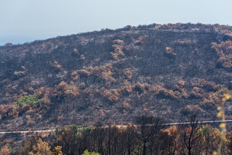 Scorched Earth and Blackened Tree Trunks Caused by a Large Bush Fire ...