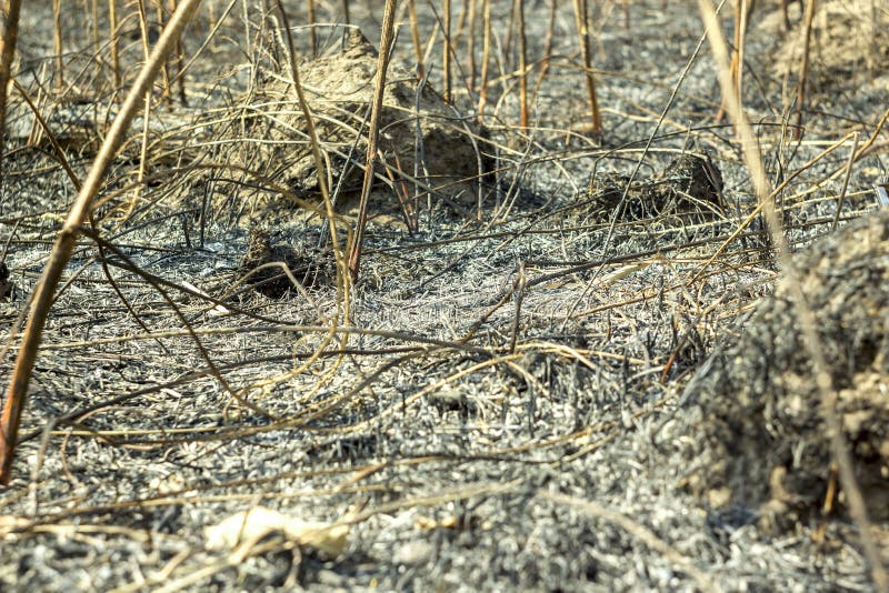 206 Burnt Grass Texture Burn Straw Grass Land Stock Photos - Free ...