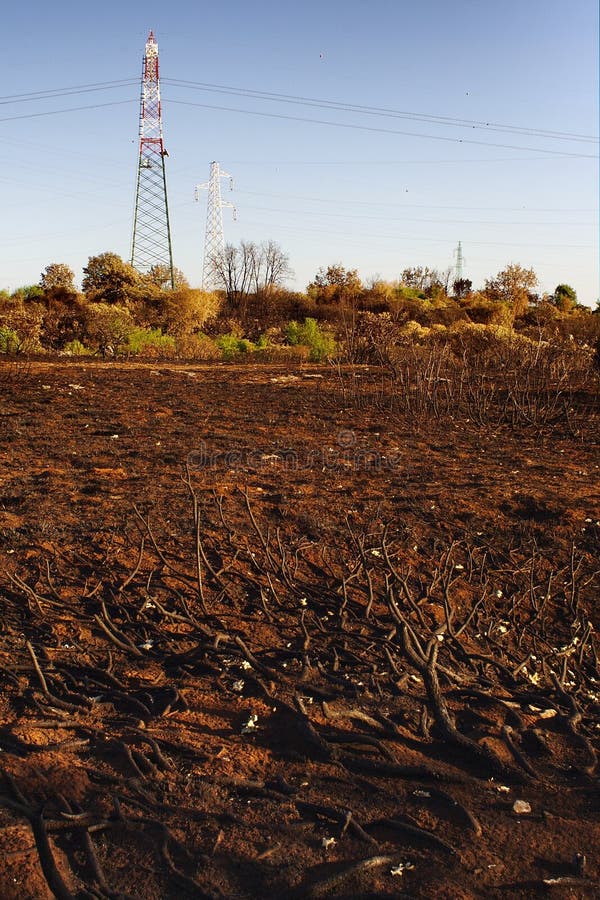 Scorched earth stock photo. Image of fire, wood, ground - 31983918