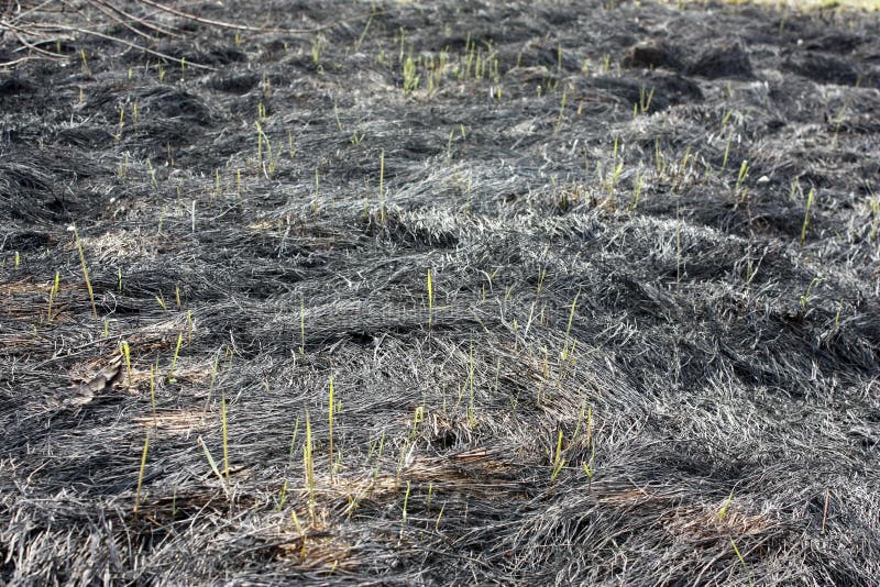 Scorched Earth, Spring Fires. a Field with Burnt Grass. Destruction of ...