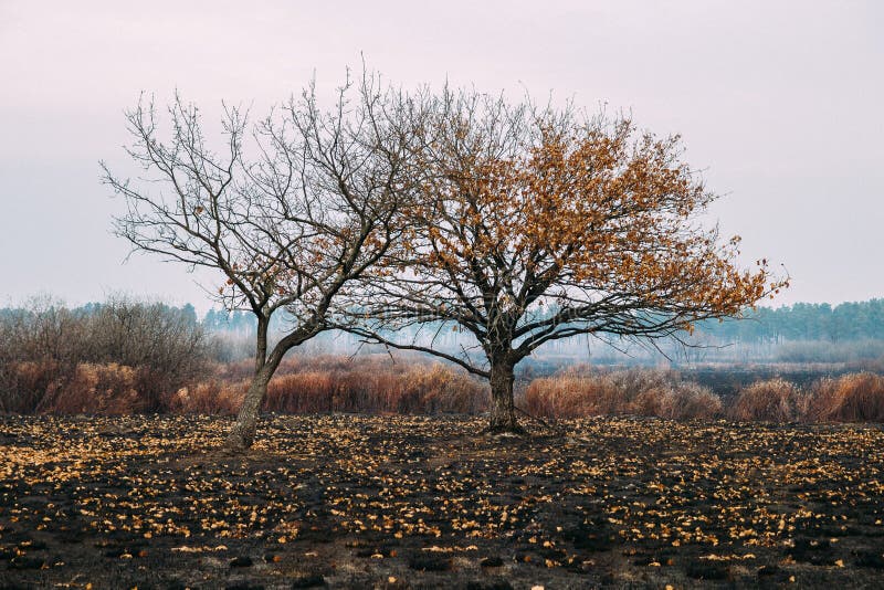 Scorched earth and trees stock image. Image of forest - 203207761