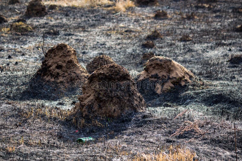 Scorched Field with Anthills after Spring Grass Fall Stock Photo ...