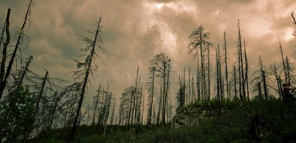 Scorched forest stock photo. Image of landscape, lowlight - 10119670