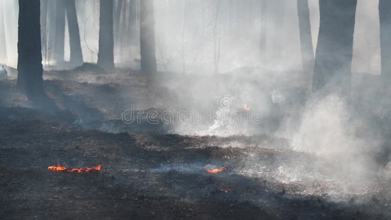 Scorched forest after fire stock footage. Video of heat - 346554832