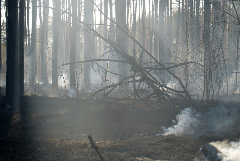 Scorched forest after fire stock photo. Image of grass - 180375552
