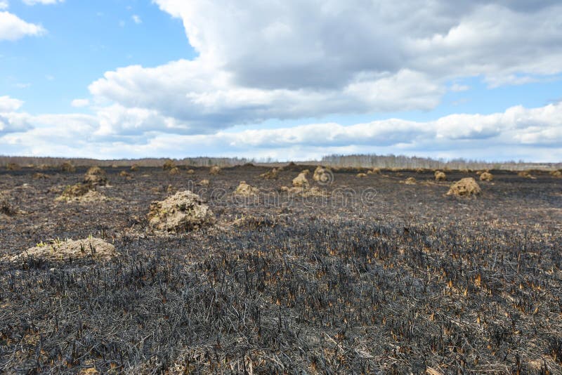 Scorched Grass after a Forest Fire Stock Photo - Image of environment ...
