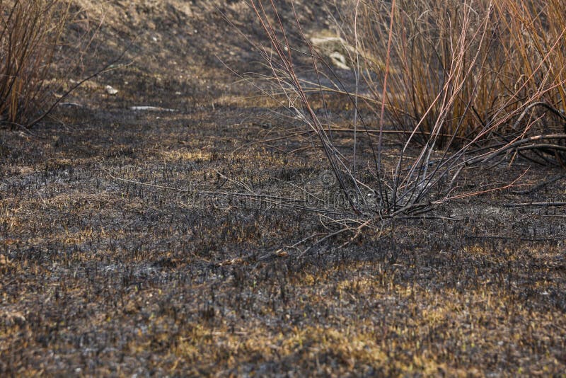 Scorched Grass after a Forest Fire Stock Photo - Image of ground ...