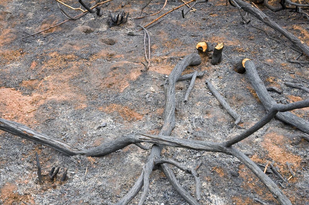 Scorched ground stock image. Image of arid, burnt, drained - 24121453