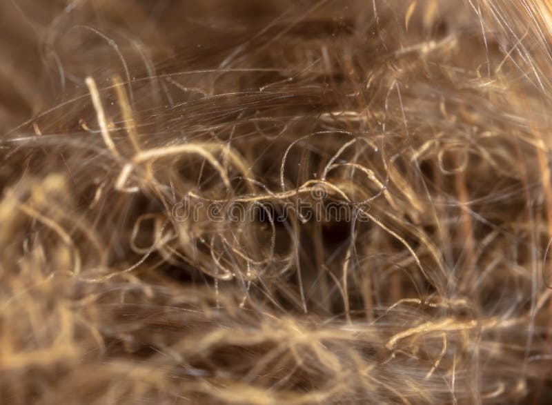 Scorched Hair on the Head. Macro Stock Image - Image of wool ...