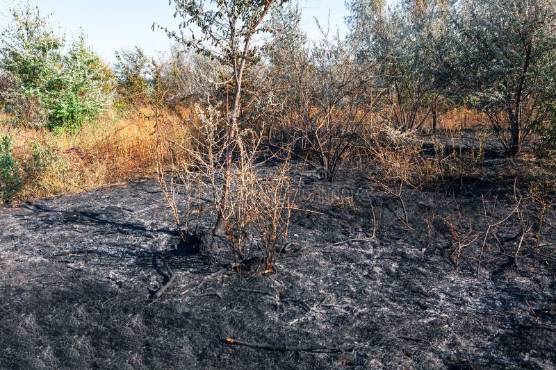 Scorched land after a fire stock image. Image of arid - 269899177