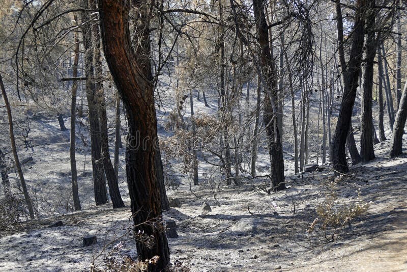 Scorched Landscape on Rhodes Island after Forest Fire Stock Photo ...