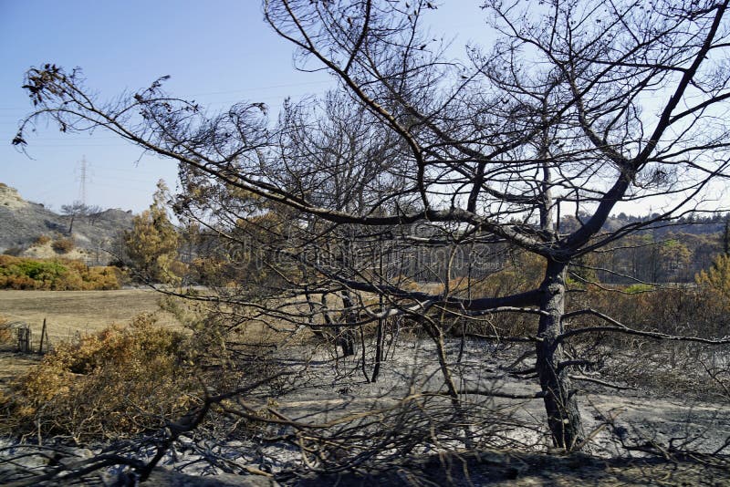 Scorched Landscape on Rhodes Island after Forest Fire Stock Image ...