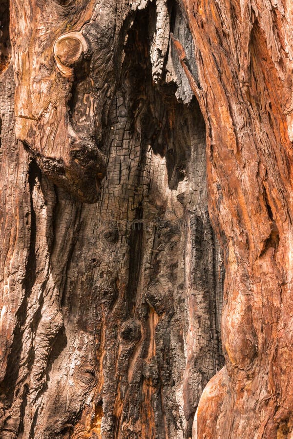 2,807 Scorched Tree Stock Photos - Free & Royalty-Free Stock Photos ...