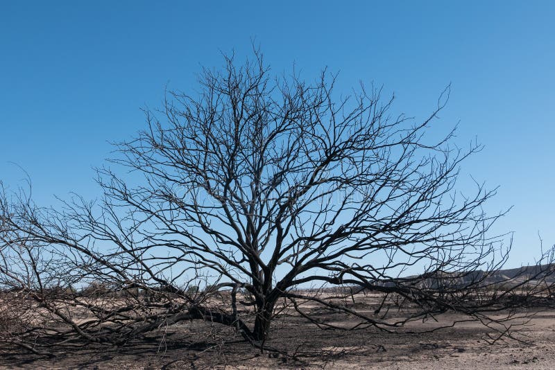 Scorched Tree after a Desert Wildfire Stock Image - Image of control ...