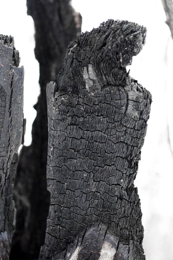 Scorched Tree Trunk. the Texture of the Burnt Tree_ Stock Image - Image ...