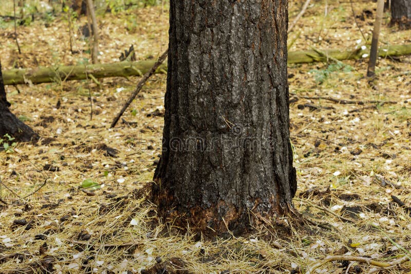 Scorched Trees, Burned Tree Trunks, Forest Fire Stock Photo - Image of ...