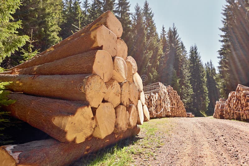 Scorched Trees in the Forest Stock Photo - Image of path, pathway: 93484992