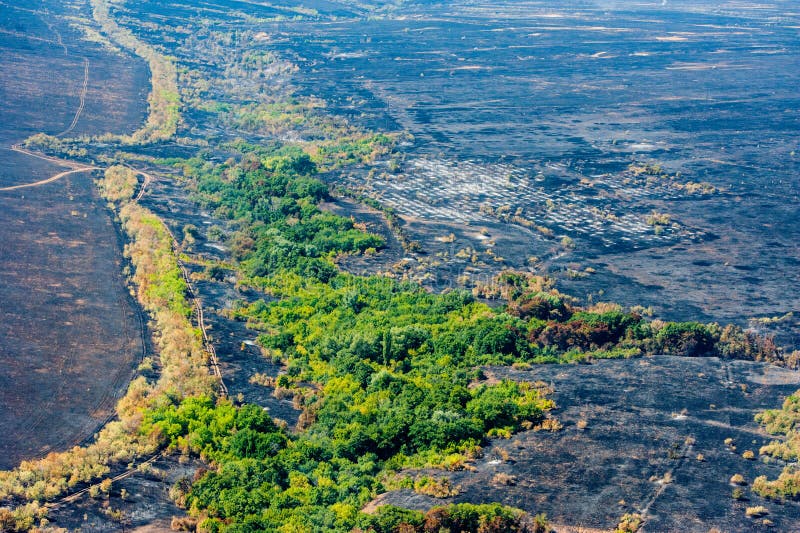Scorched Trees and Grass after the Fire. Aerial View Stock Photo ...
