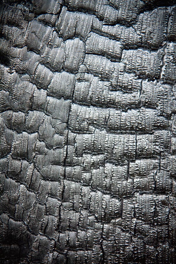 Scorched wood texture stock photo. Image of backgrounds - 10077066