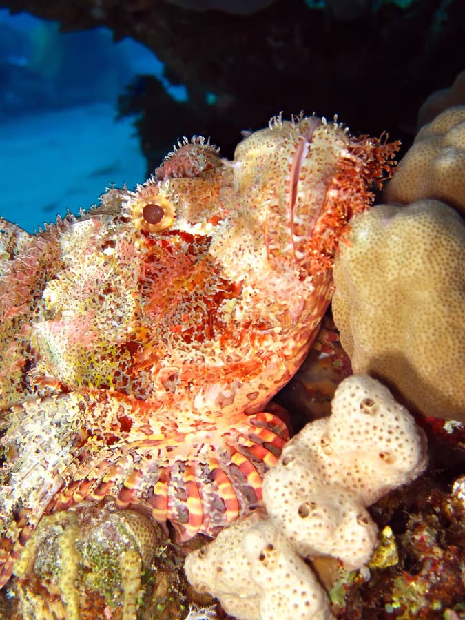 Scorfano su scala ridotta fotografia stock. Immagine di scorpione ...