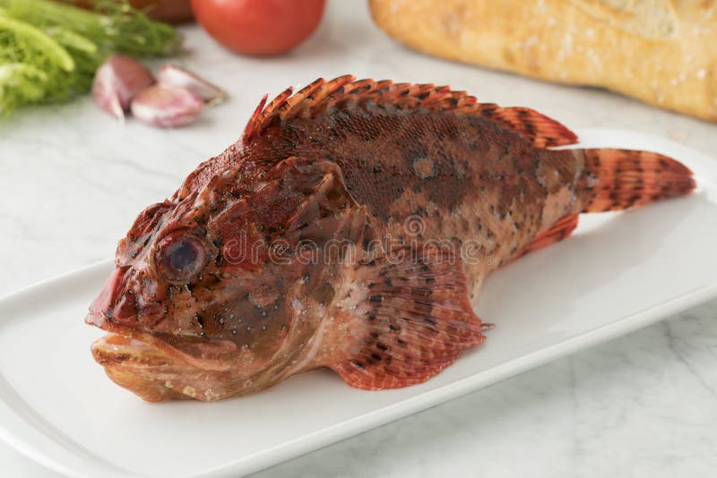 Scorfano Rosso Crudo Fresco Immagine Stock - Immagine di pasto, nave ...