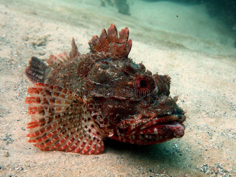 Scorfano rosso orientale fotografia stock. Immagine di sydney - 50844356