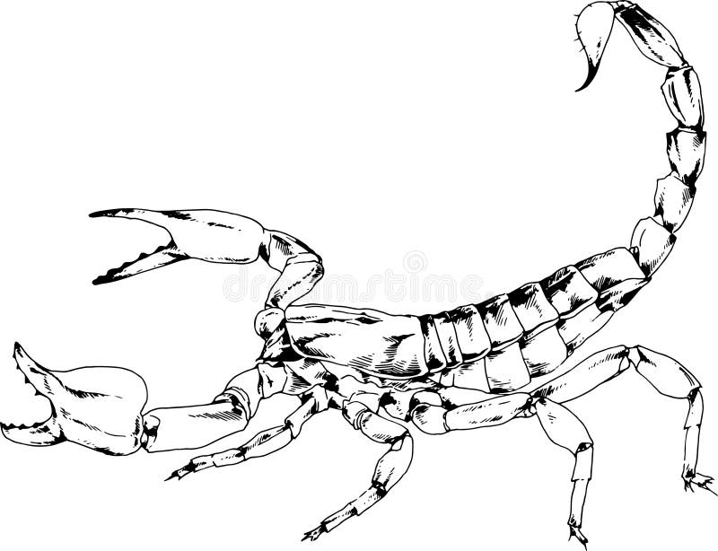 Scorpion Front Stock Illustrations – 66 Scorpion Front Stock ...