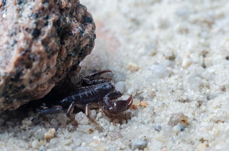 Scorpio Hiding Under a Stone, Close Up Stock Photo - Image of arthropod ...